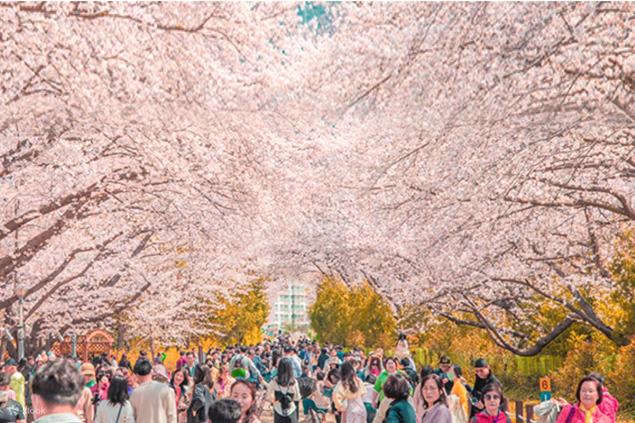 [Berangkat Dari Busan] Tur Sehari Bunga Sakura Romantis Jinhae - Klook ...